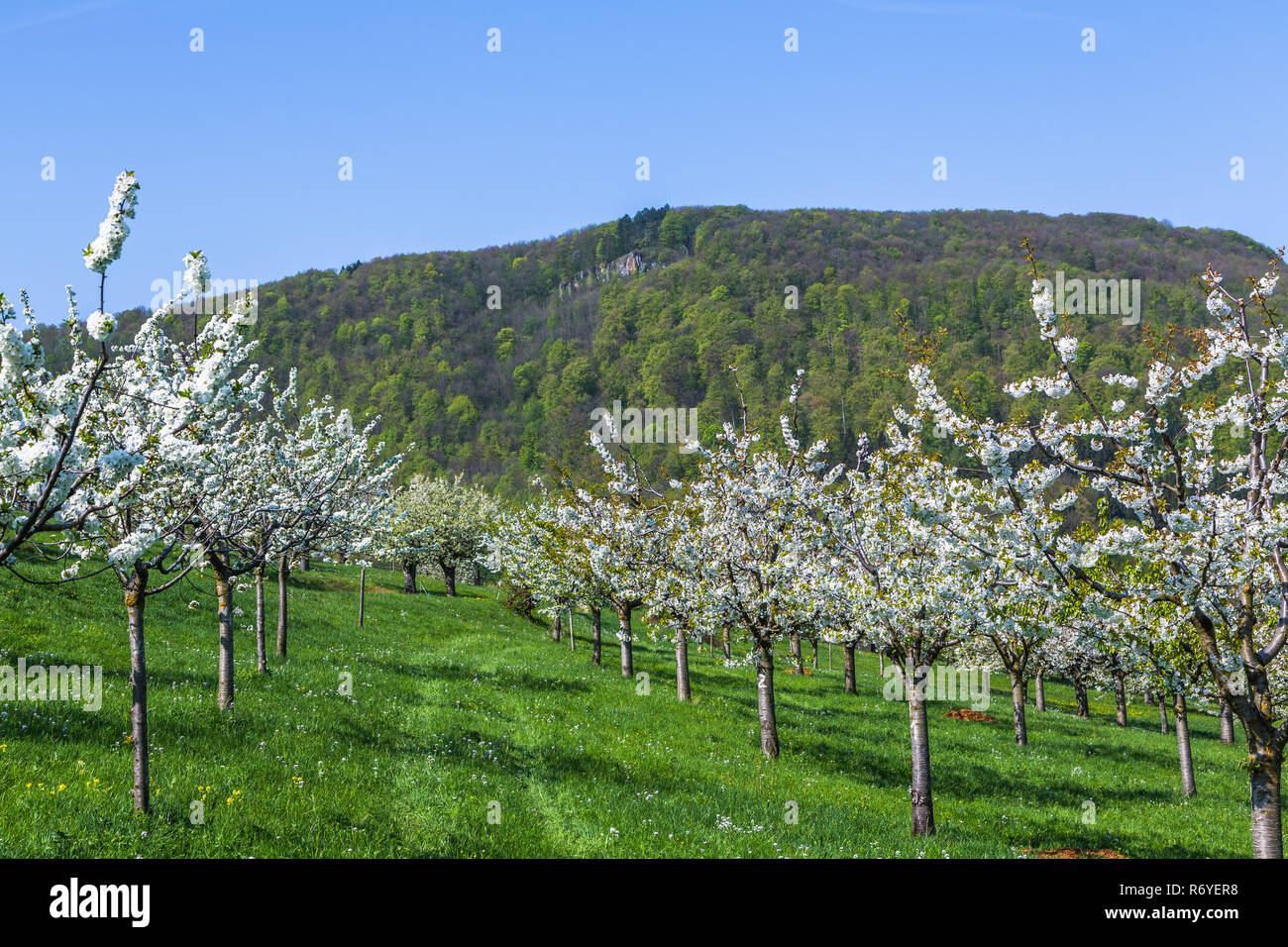 Kirschplantage hi-res stock photography and images - Alamy