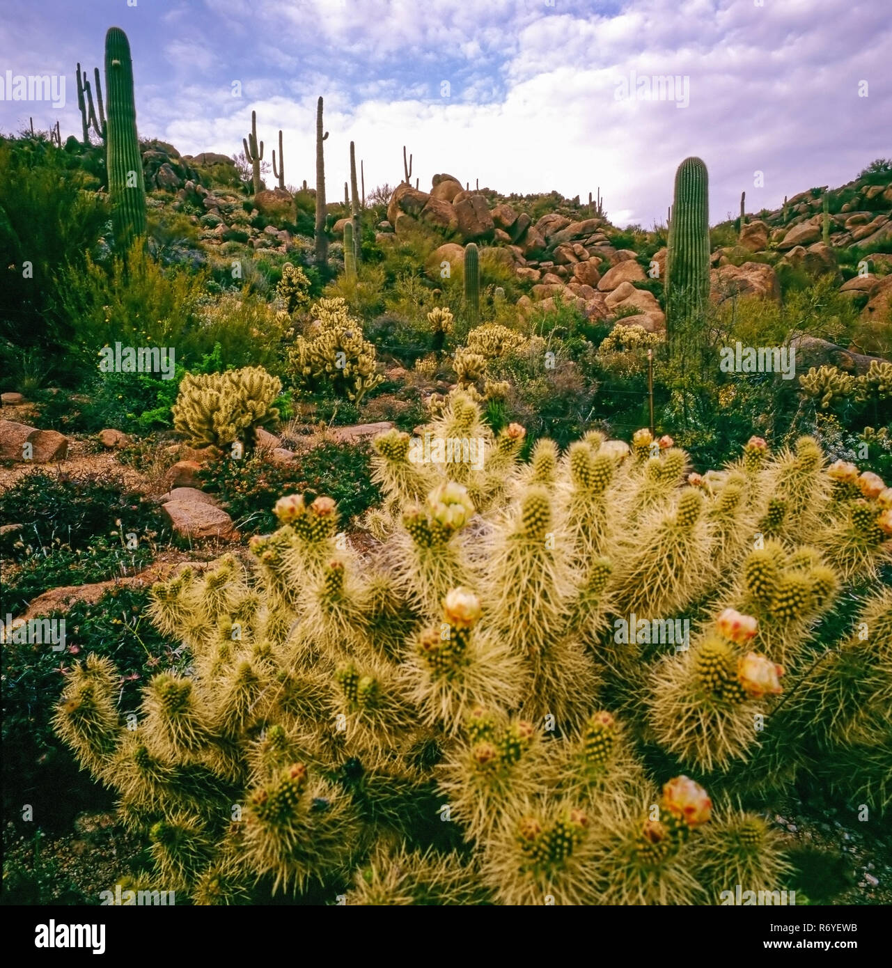 Cholla Cactus in Mojave desert Stock Photo - Alamy