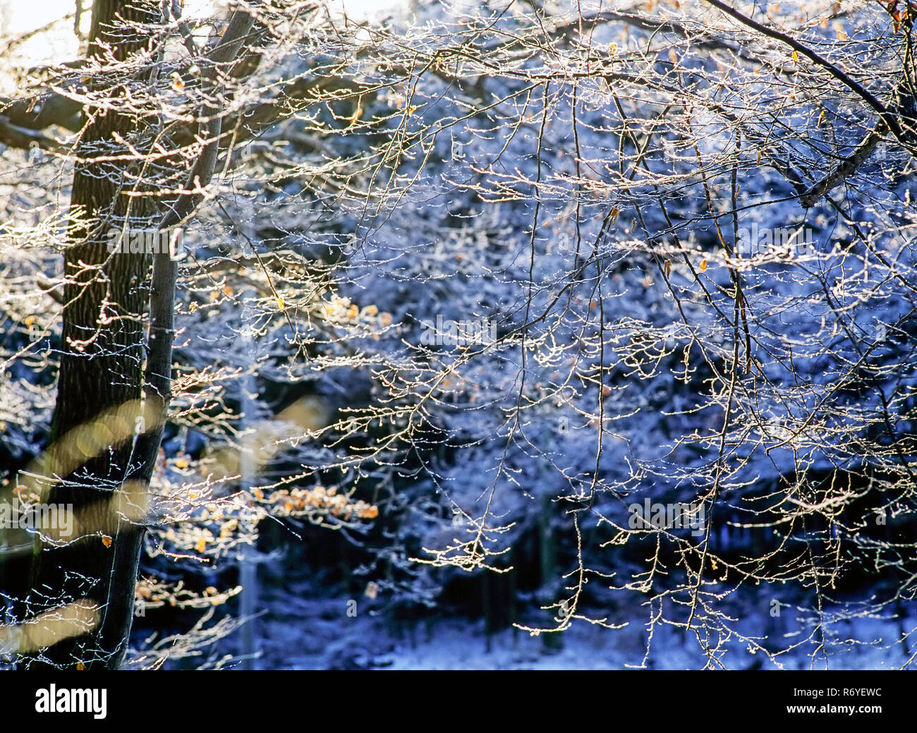 Winter in forest Stock Photo - Alamy