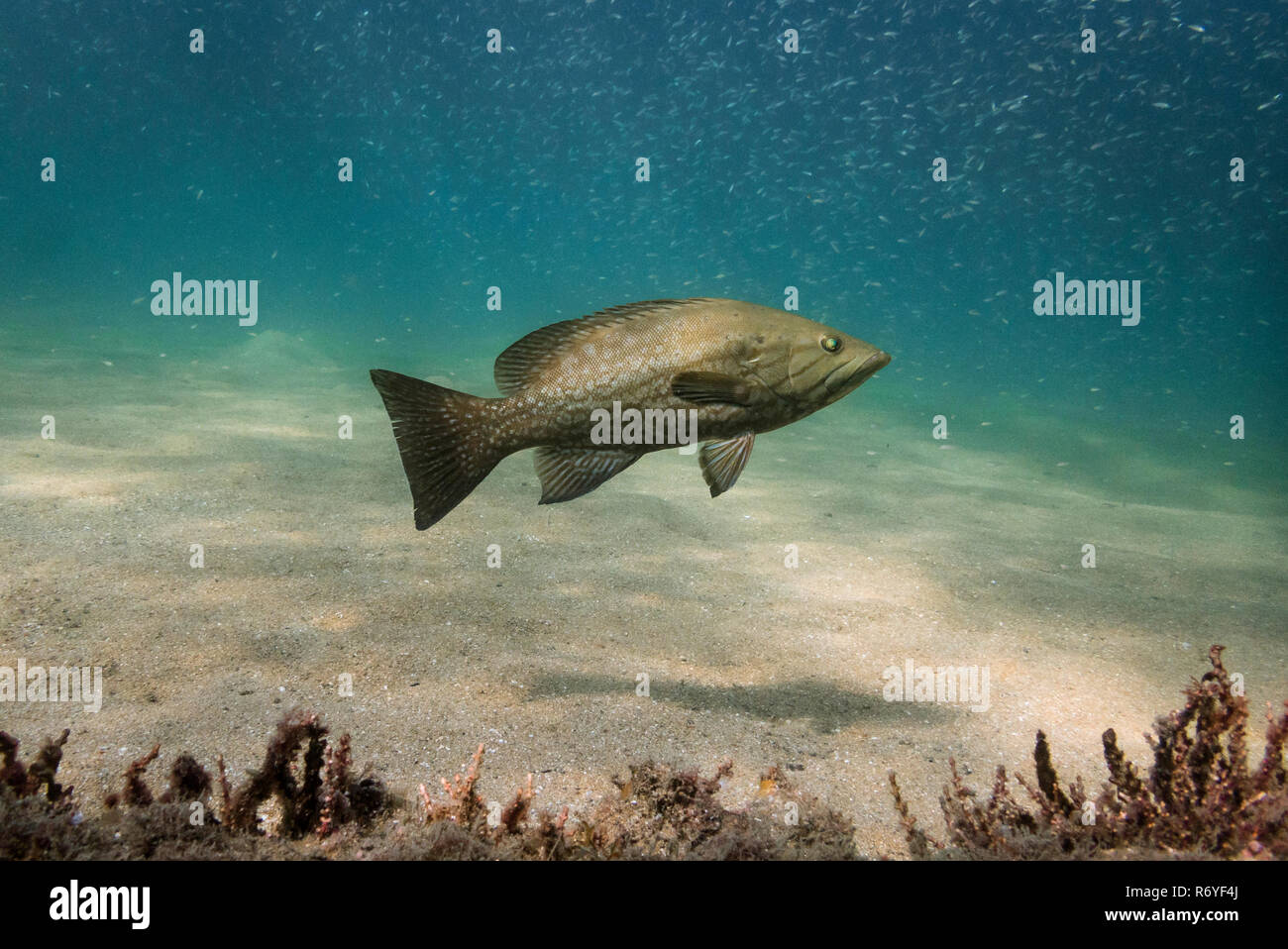 Grouper hi-res stock photography and images - Alamy