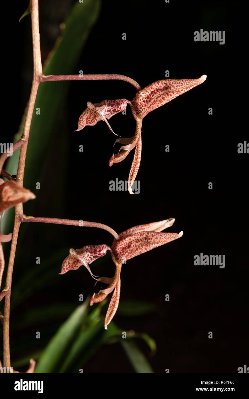 Gongora sp hi-res stock photography and images - Alamy