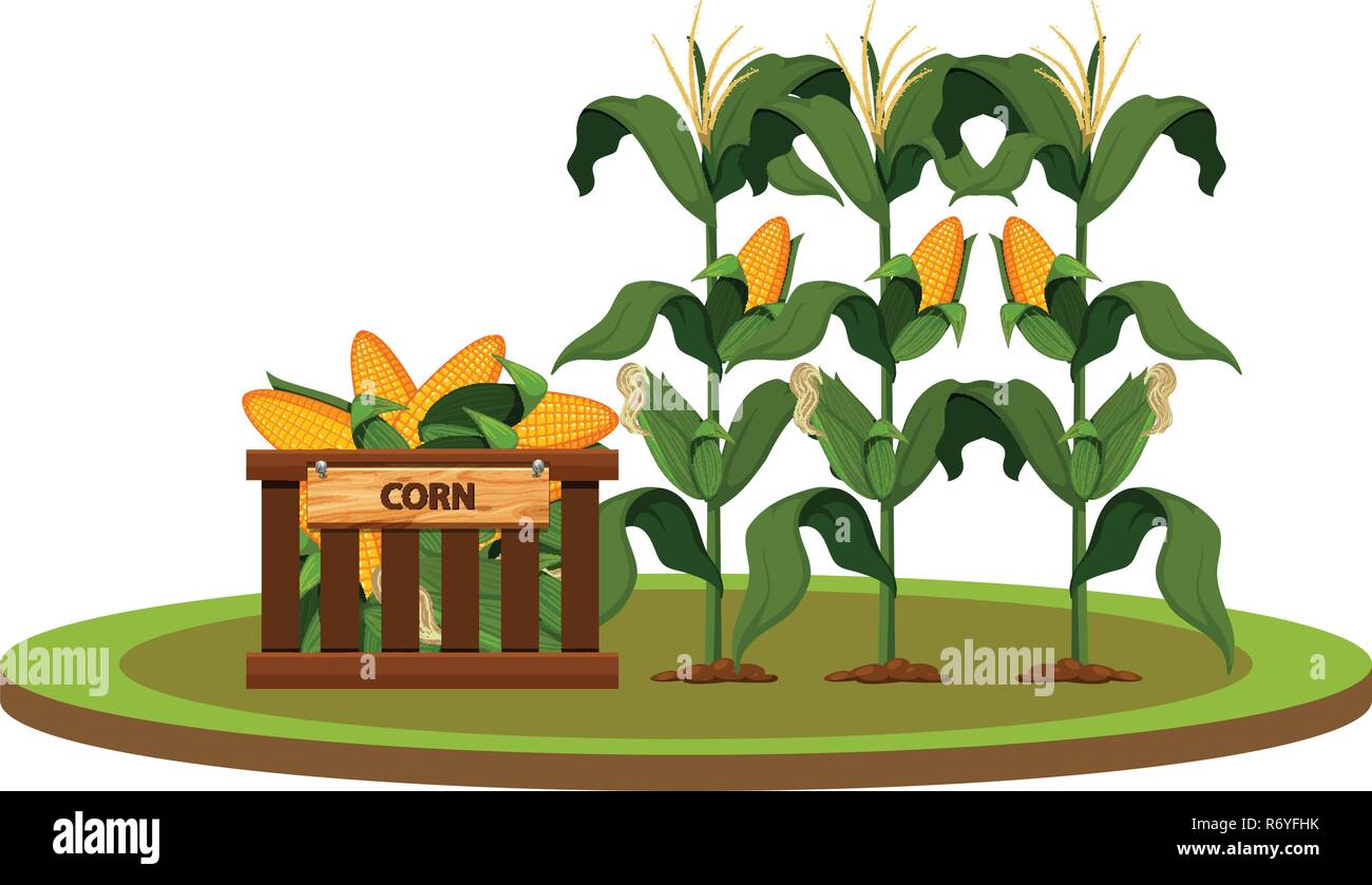 Isolated organic corn farm illustration Stock Vector Image & Art - Alamy