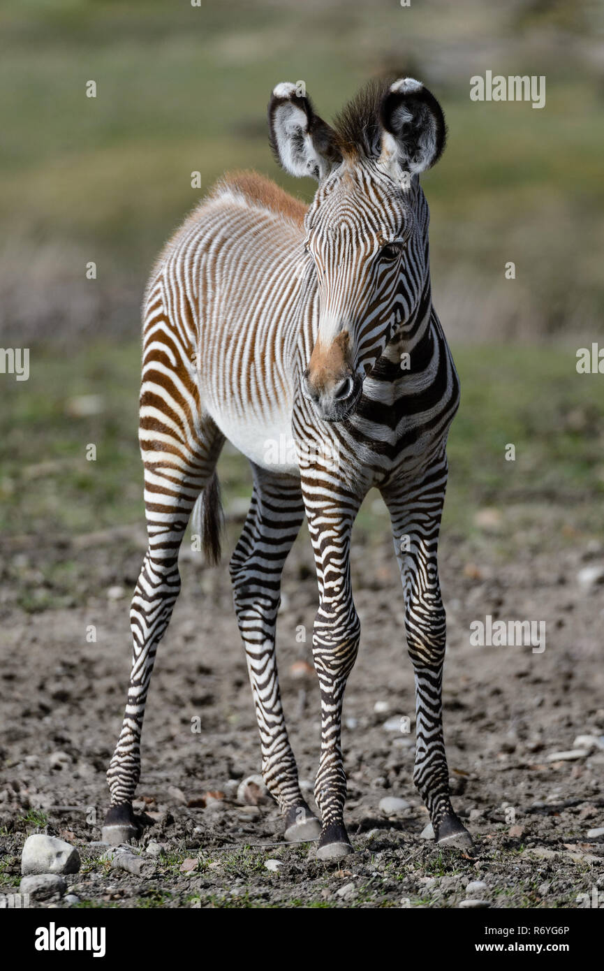 Black horse on hind legs hi-res stock photography and images - Alamy