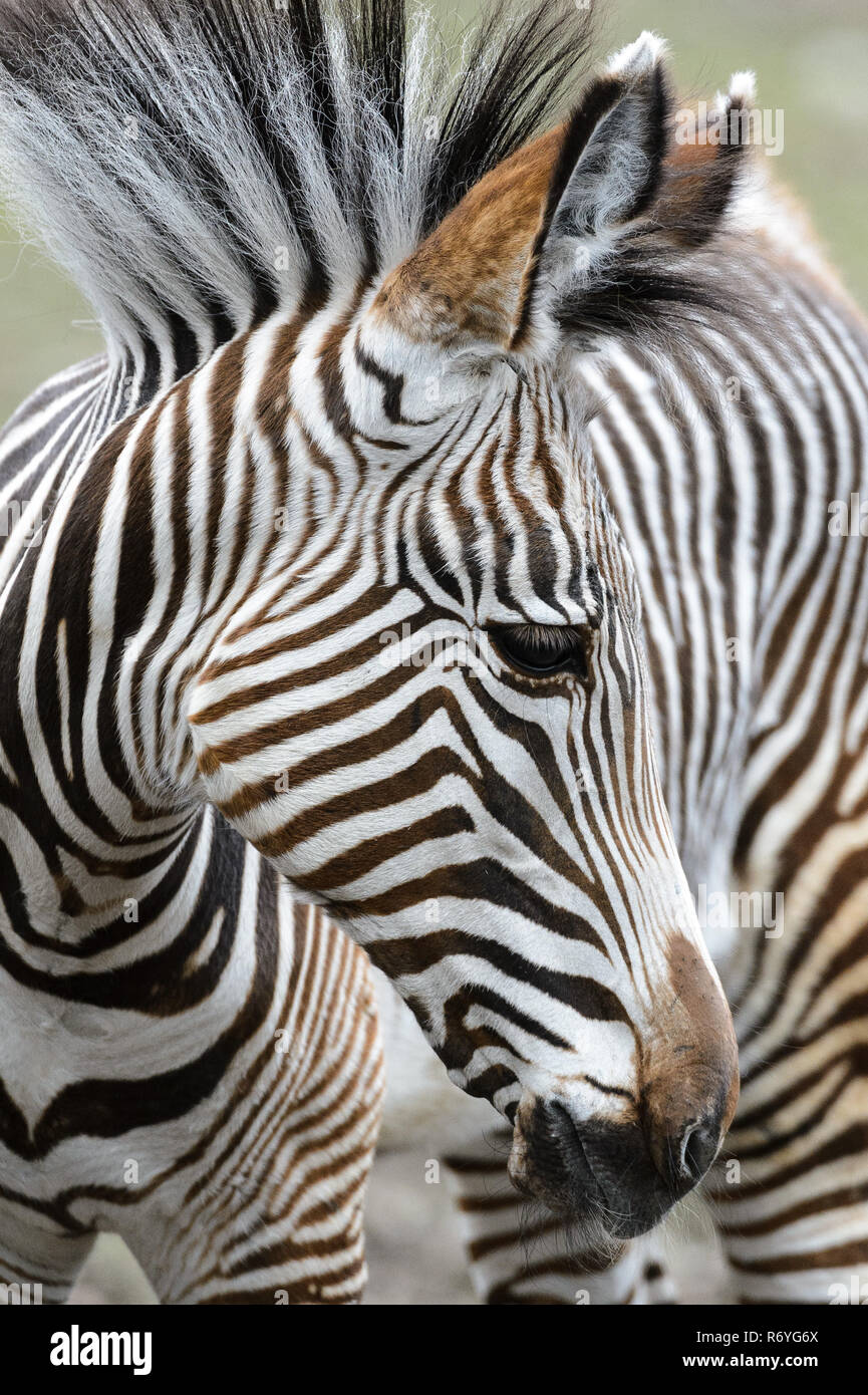 zebra turns head to side Stock Photo - Alamy