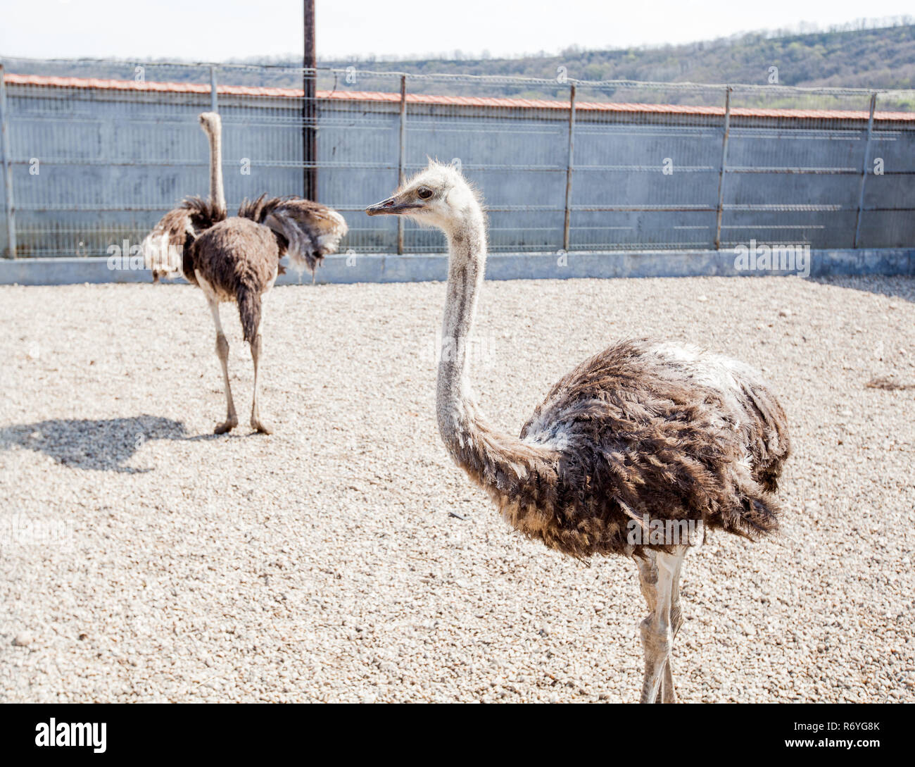 Ostrich in the ZOO Stock Photo - Alamy