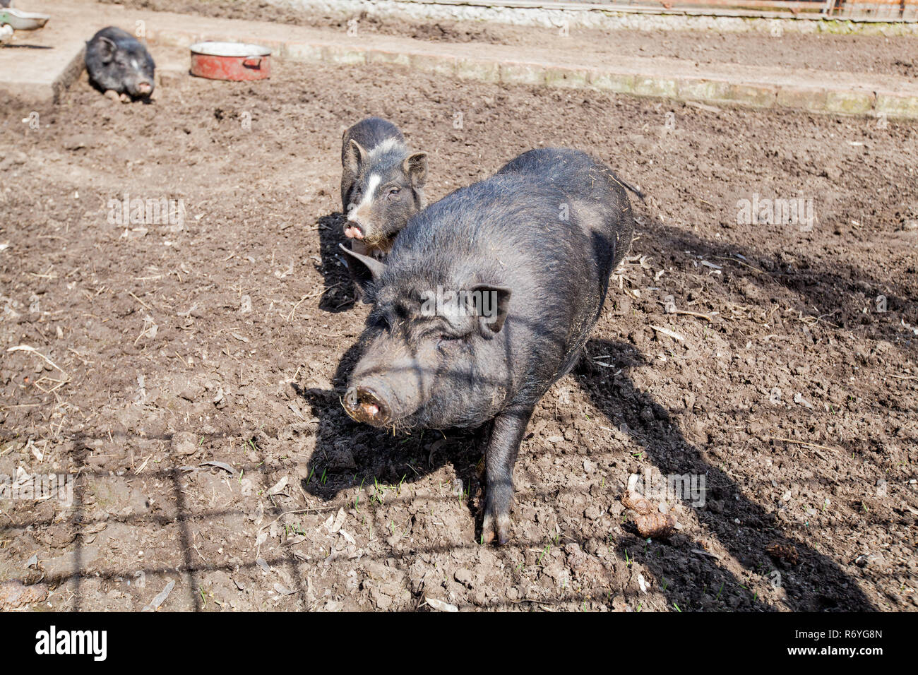 Black breed of pig Stock Photo - Alamy