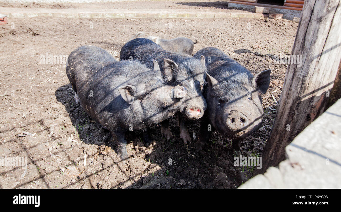 Black berkshire pig hi-res stock photography and images - Alamy