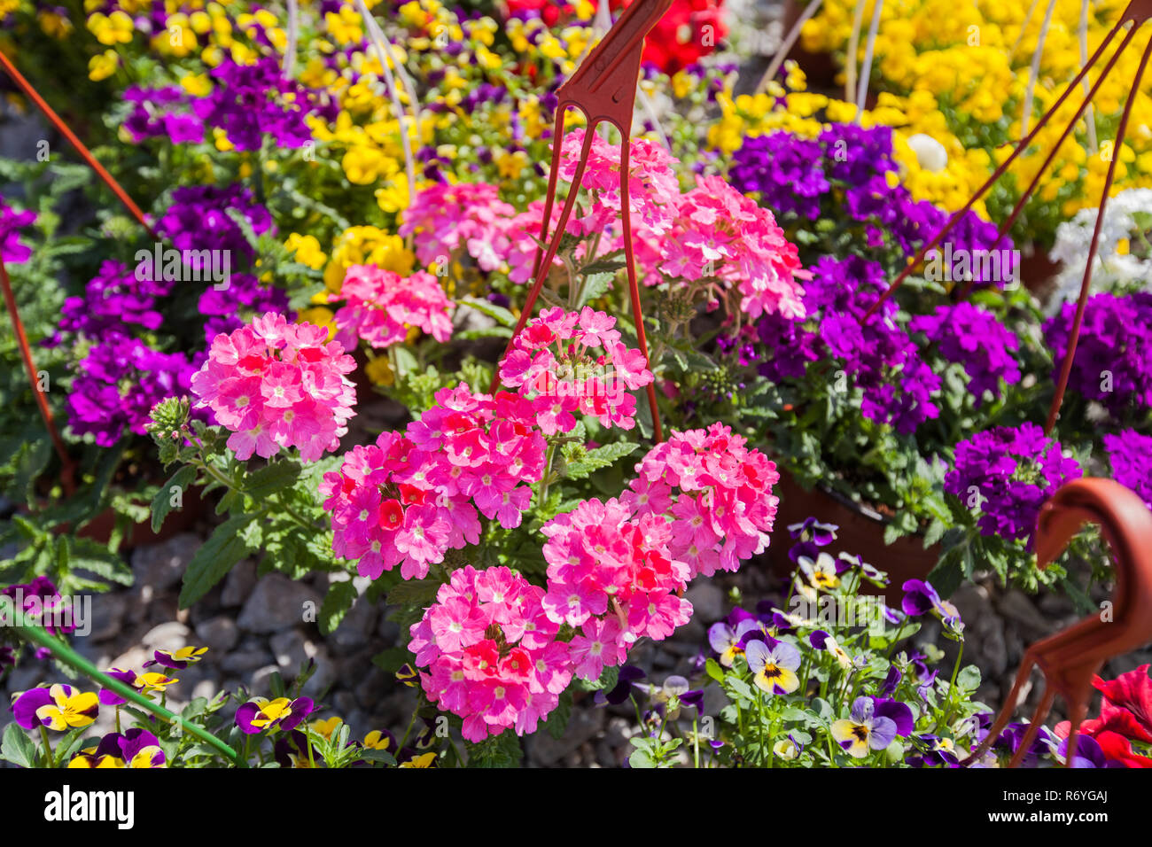 Colorful Spring Flowers Stock Photo - Alamy