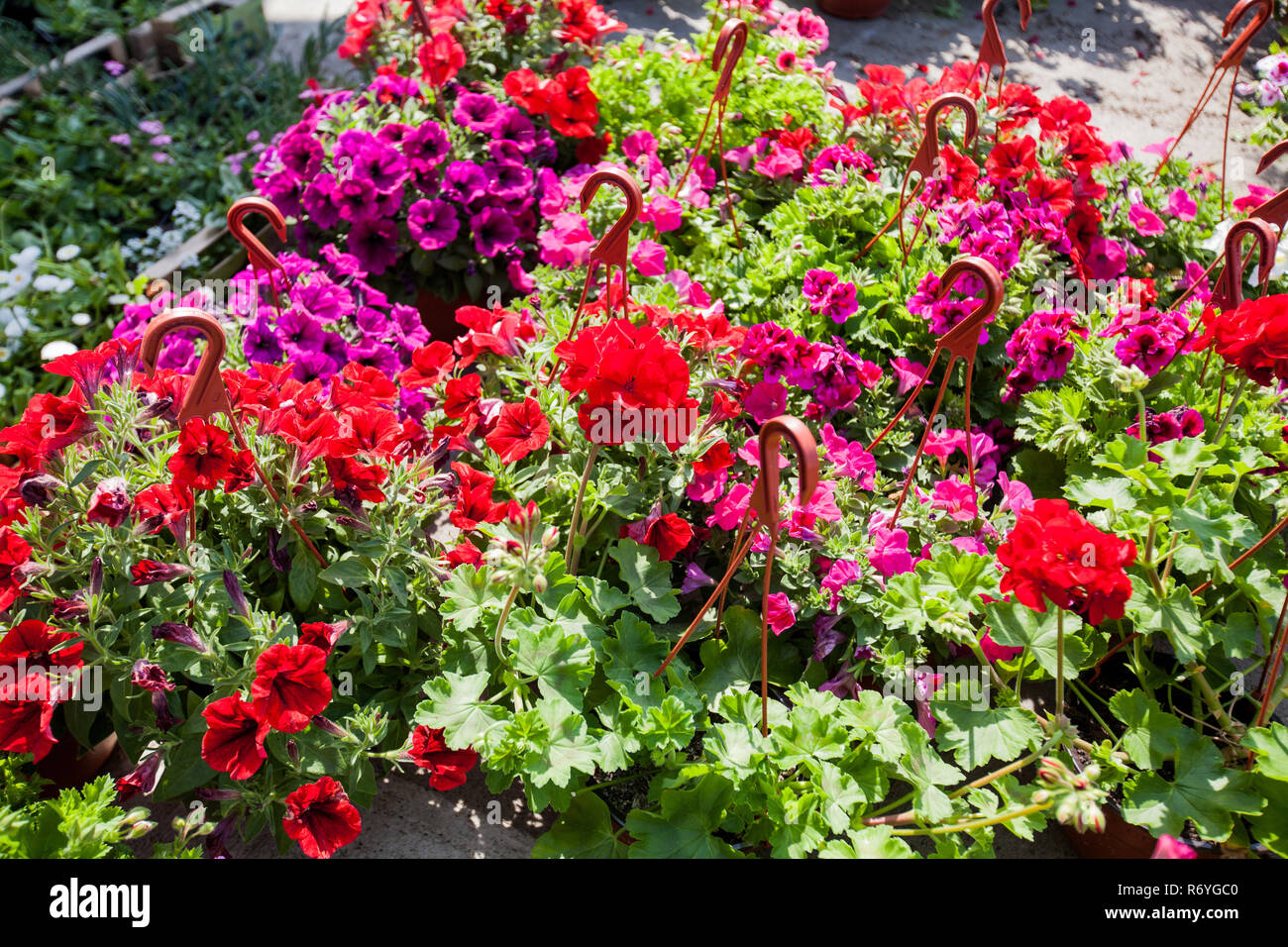 Colorful Spring Flowers Stock Photo - Alamy