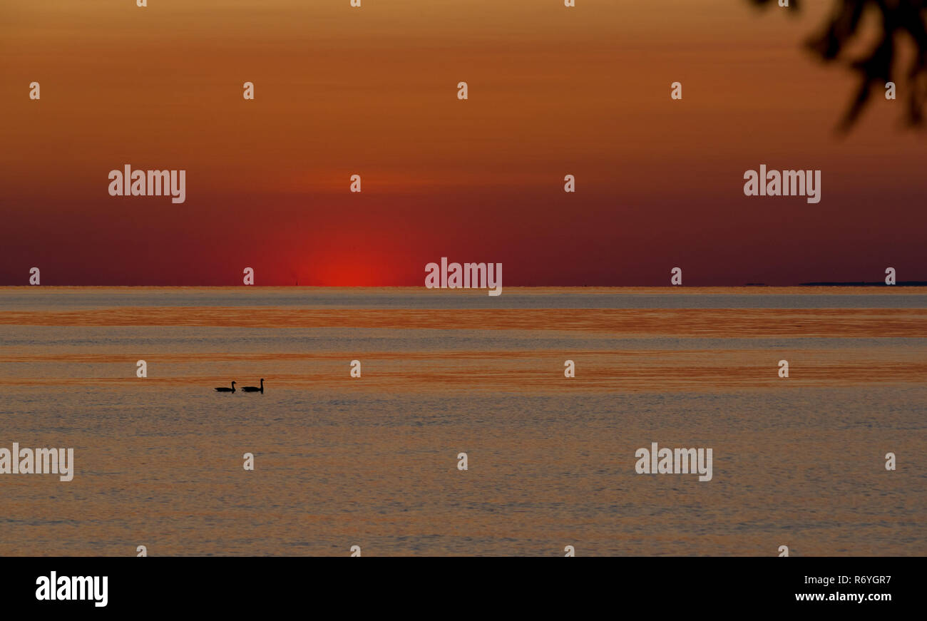 Birds mating silhouette hi-res stock photography and images - Alamy