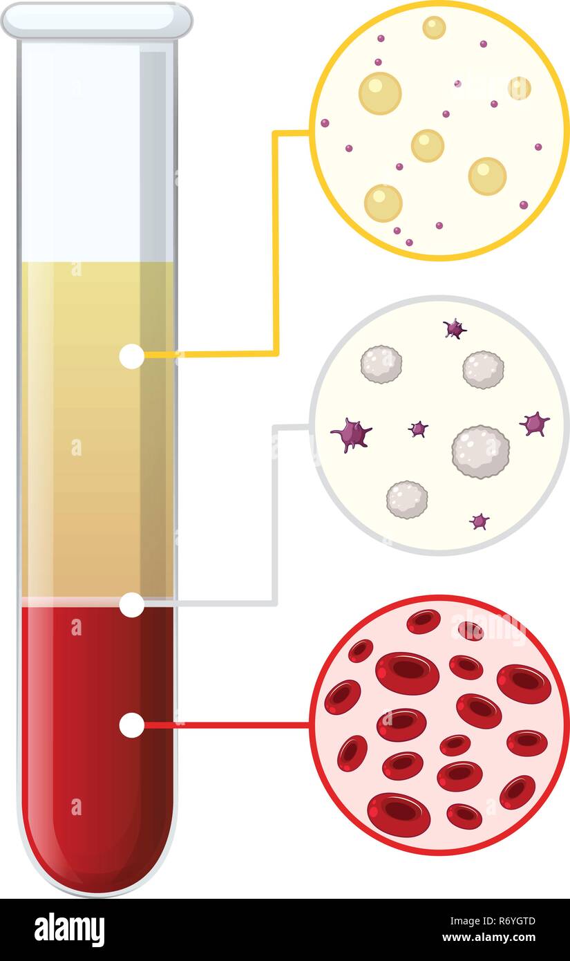 Blood cells in test tube illustration Stock Vector Image & Art - Alamy