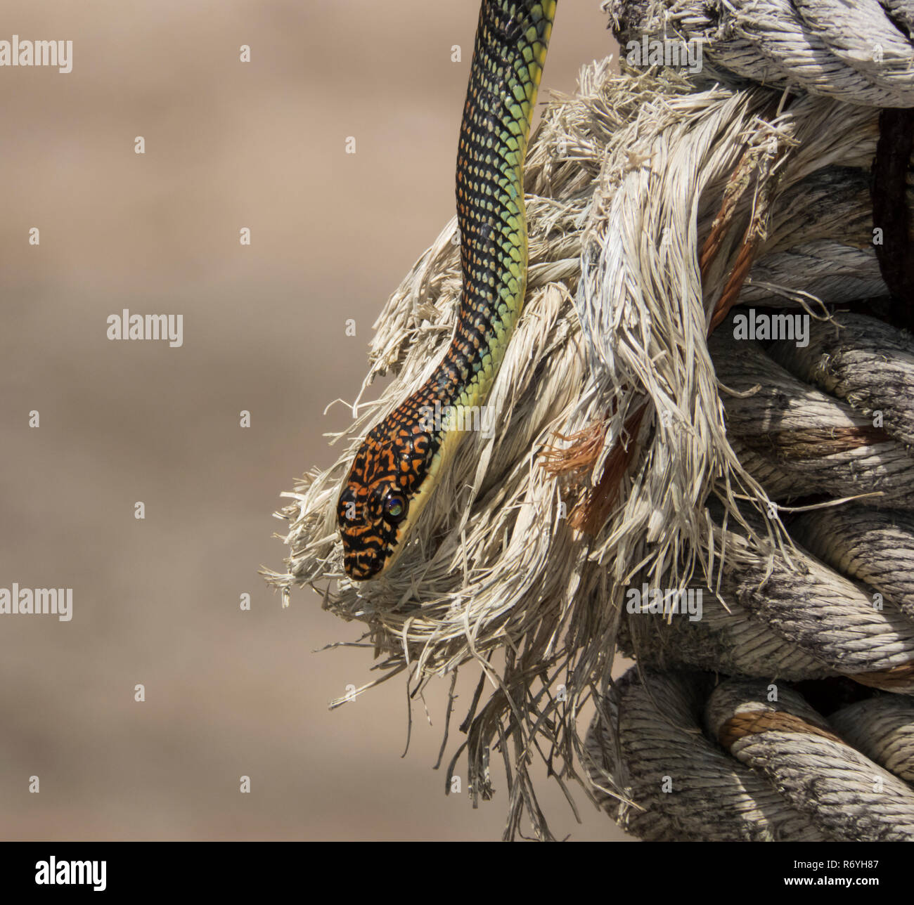 Chrysopelea, paradise flying tree snake on a rop, Koh Adang, Thailand ...