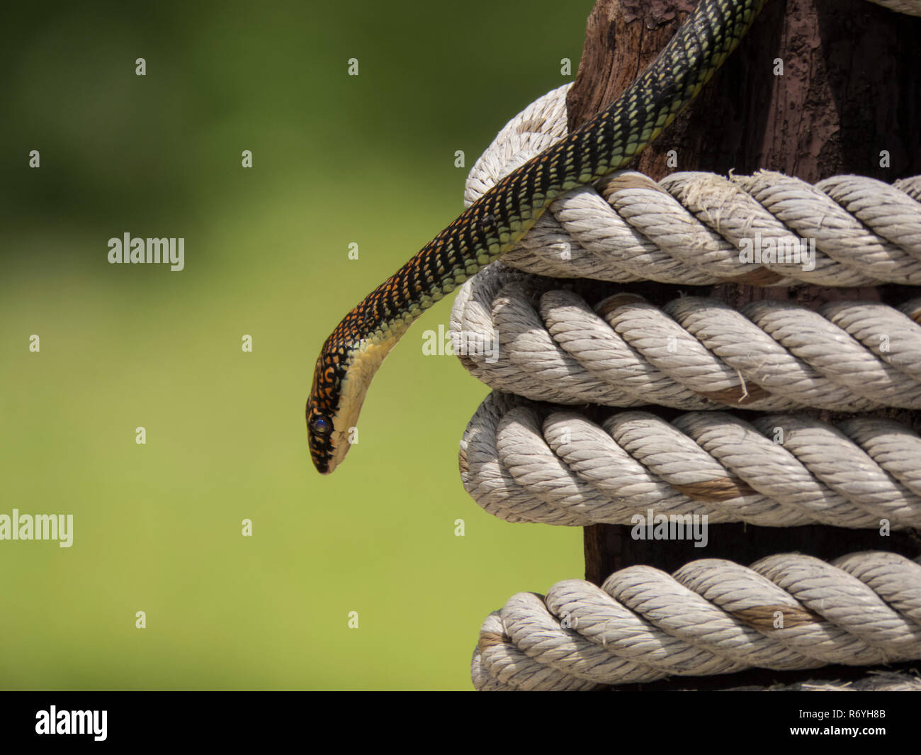 Paradise flying tree snake hi-res stock photography and images - Alamy