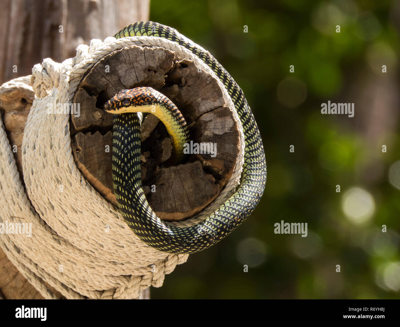 Paradise flying tree snake hi-res stock photography and images - Alamy