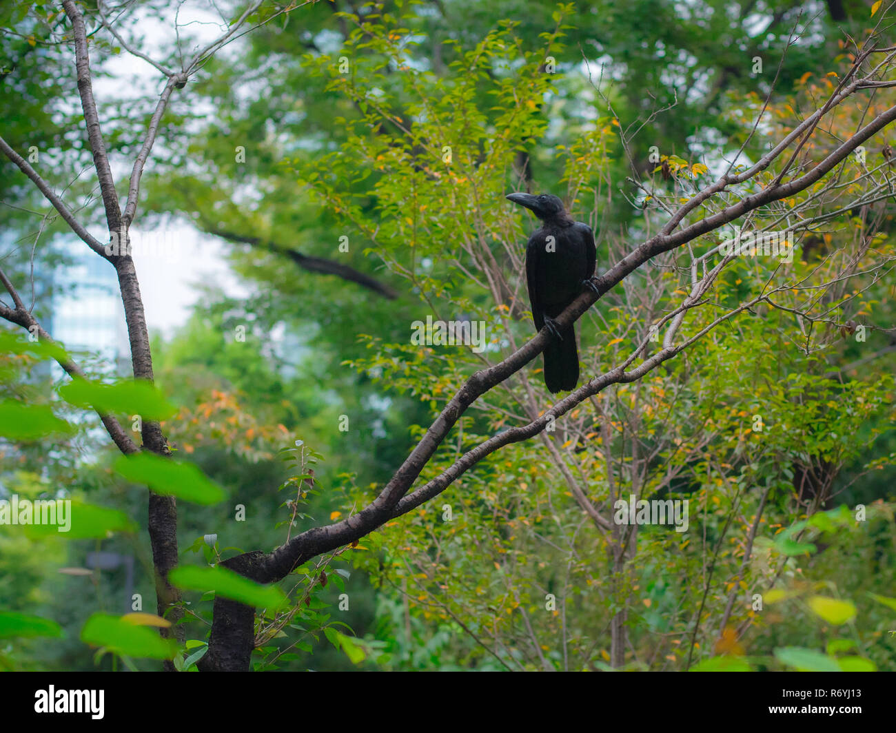Raven bird beautiful hi-res stock photography and images - Alamy