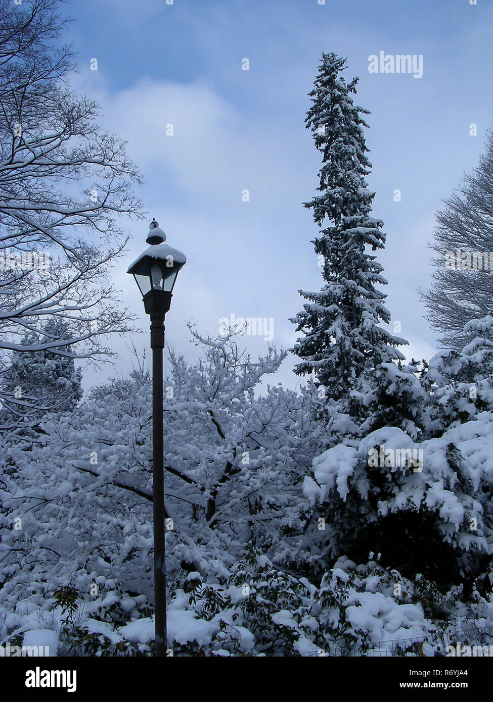 Light pole. Winter trees in snow Stock Photo - Alamy