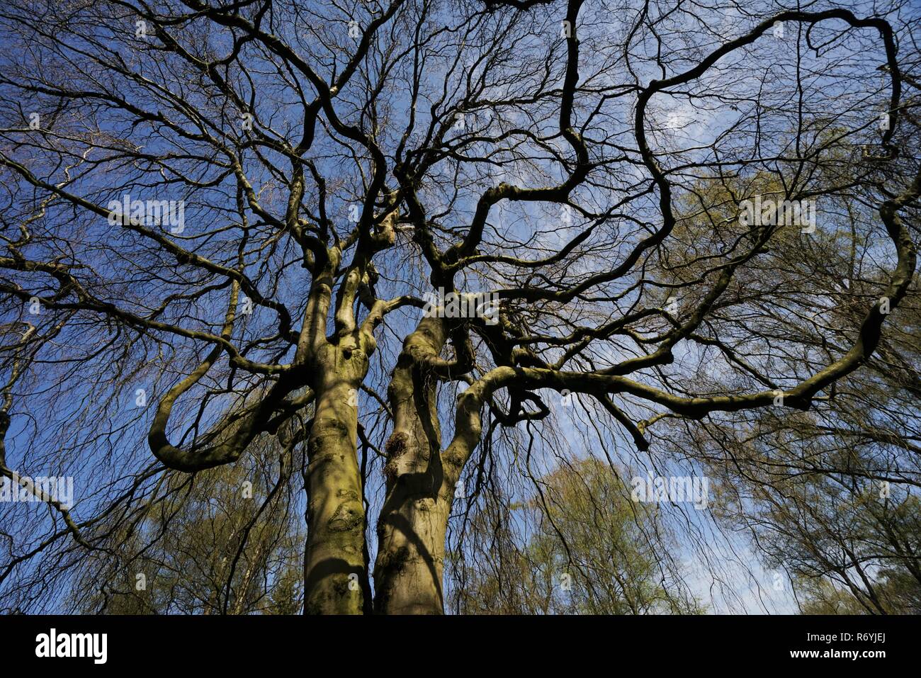 hanging beech - fagus sylvatica pendula Stock Photo - Alamy