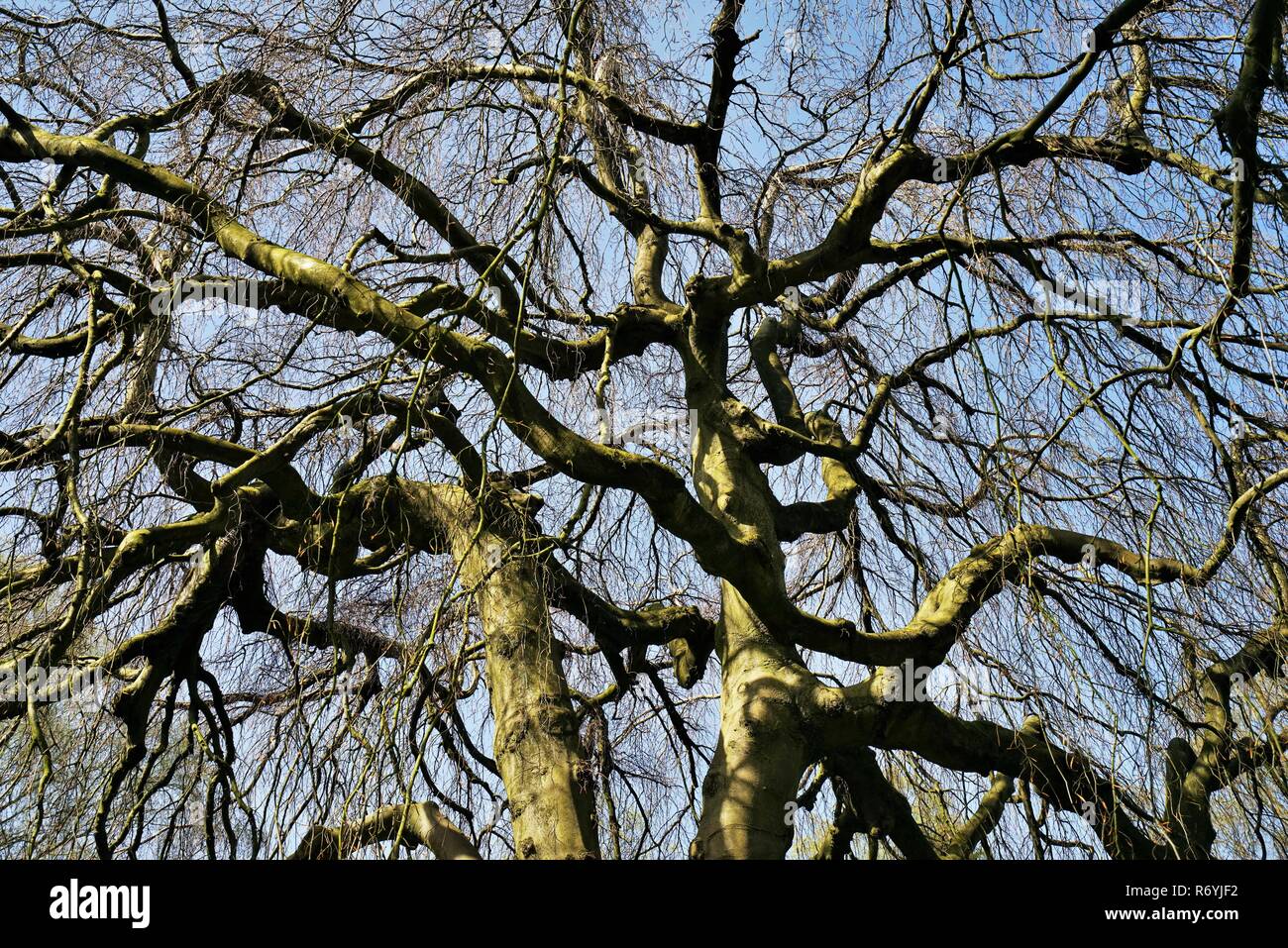 hanging beech - fagus sylvatica pendula Stock Photo - Alamy