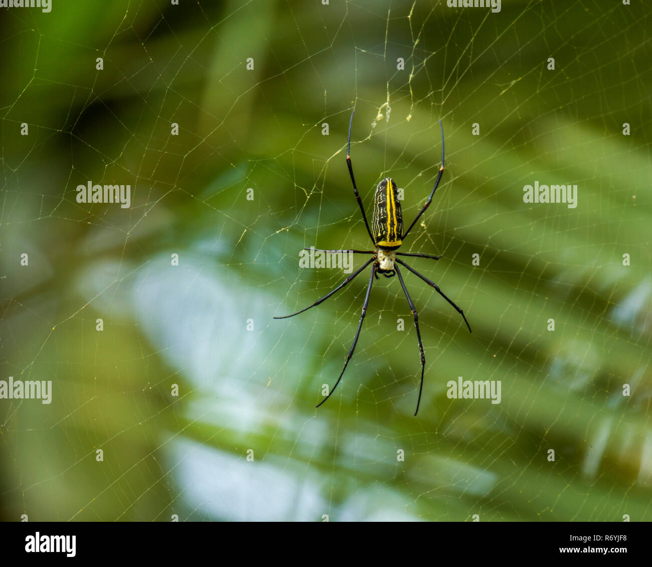 Nephila pilipes, golden-orb weaver spider in its web in Bardia National ...