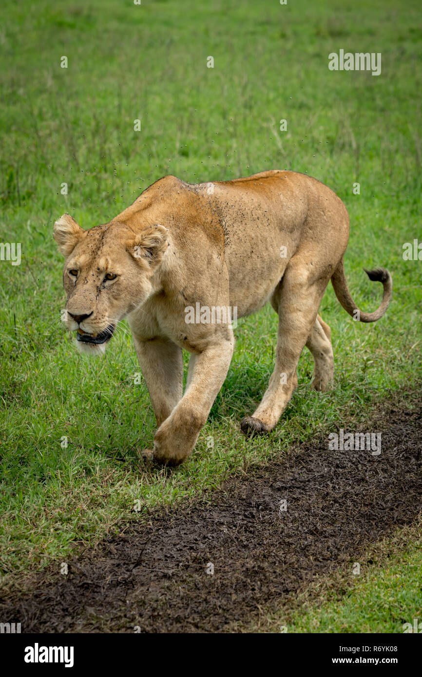Lioness walks on grass beside muddy track Stock Photo - Alamy