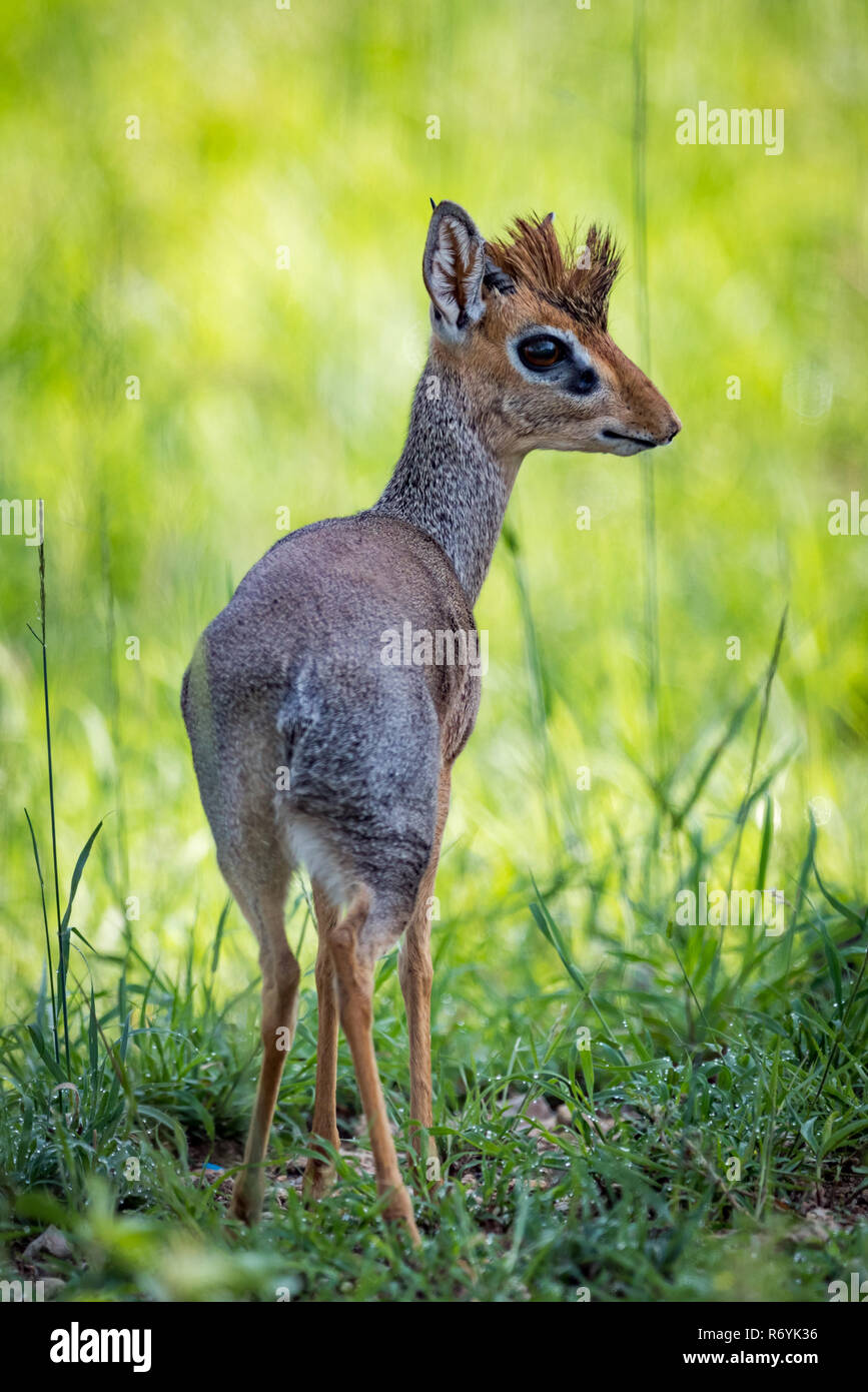 Kirk dik-dik turning head to face camera Stock Photo - Alamy