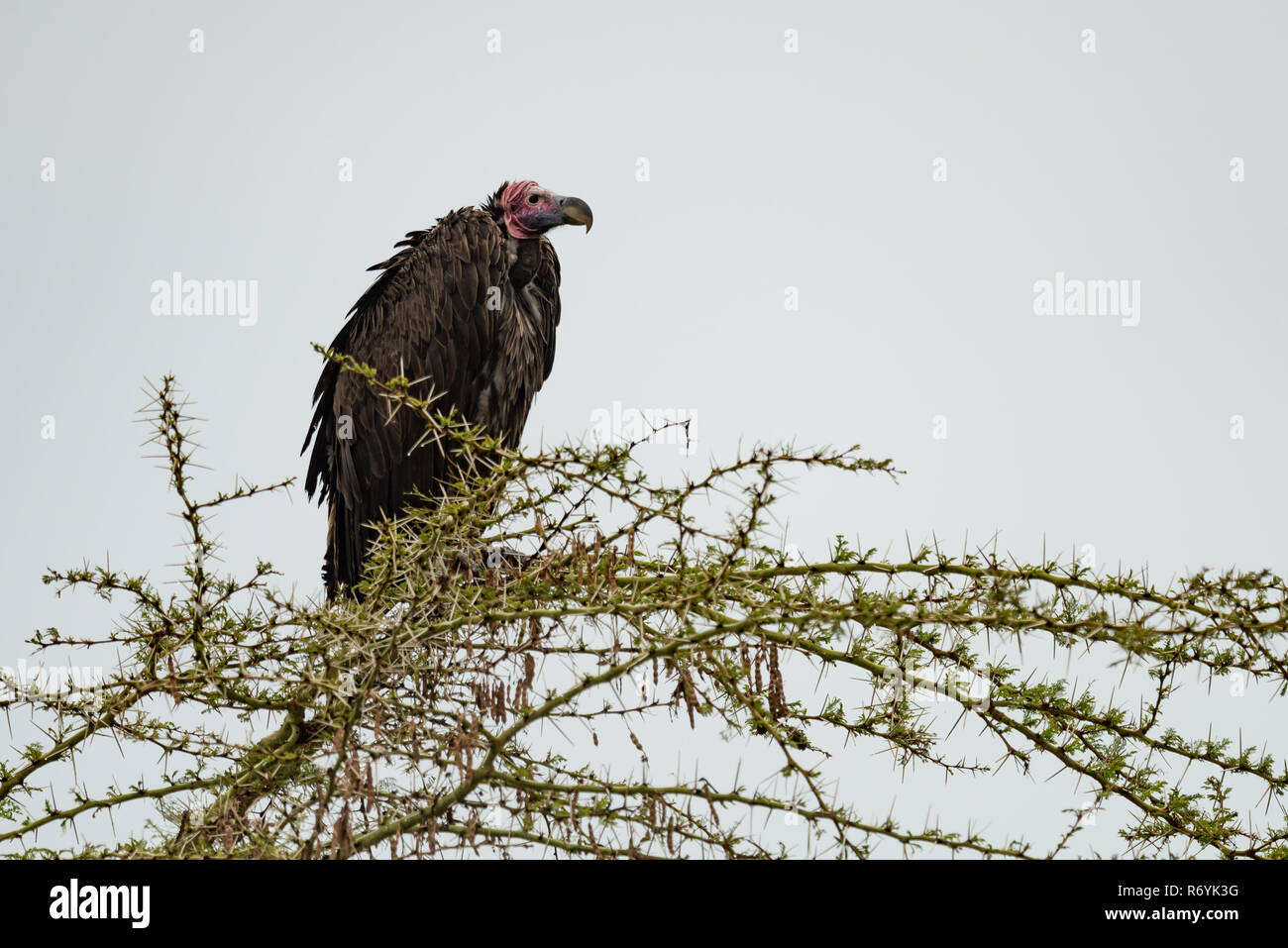 Hunched over hi-res stock photography and images - Alamy