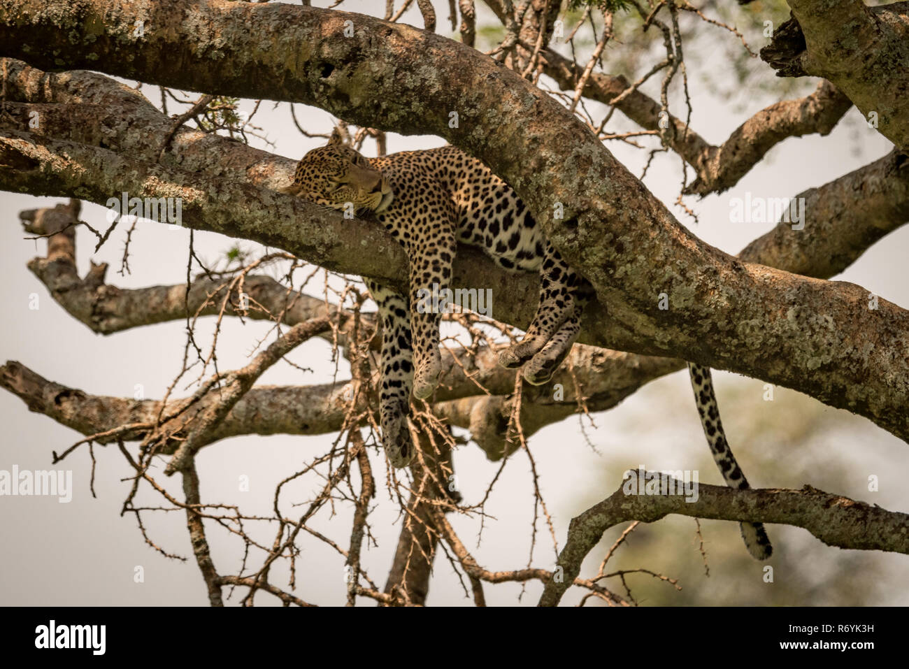 Leopard sleeping on shady branch of tree Stock Photo - Alamy