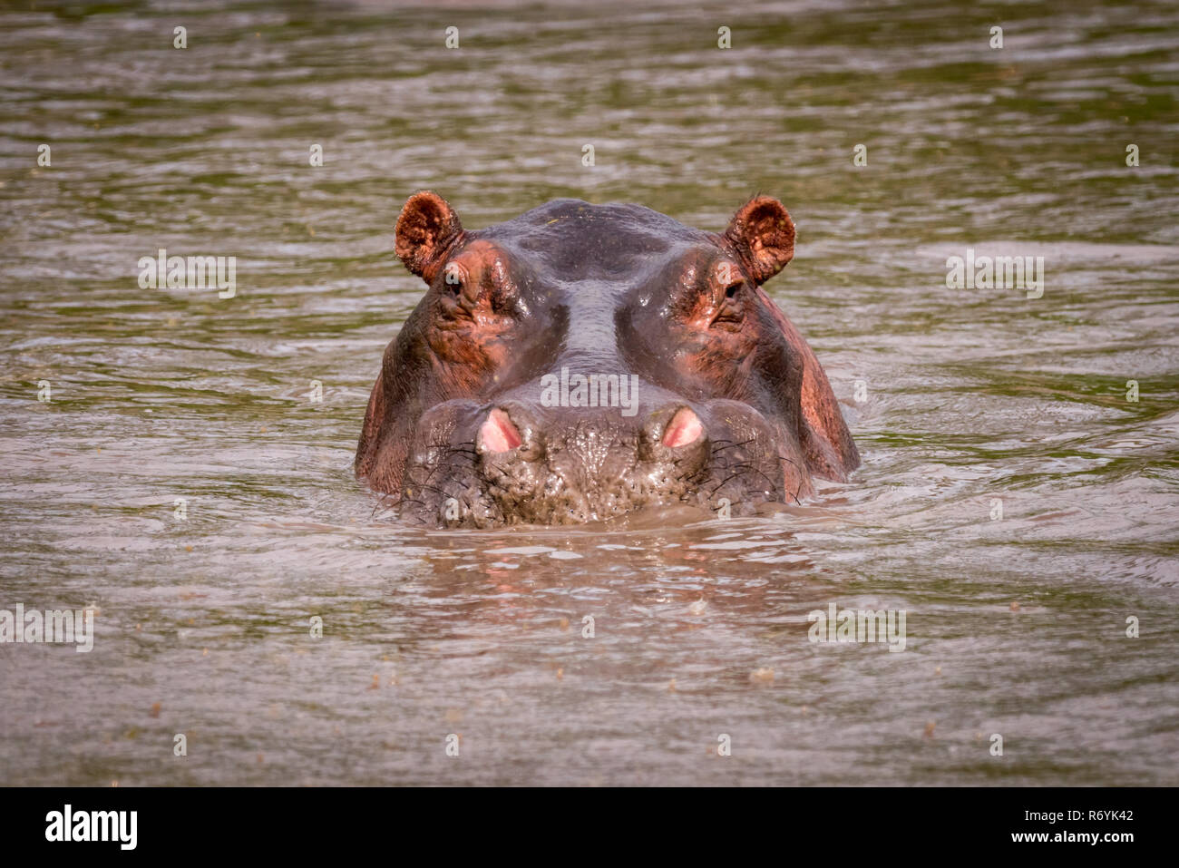 Hippo staring camera hi-res stock photography and images - Alamy