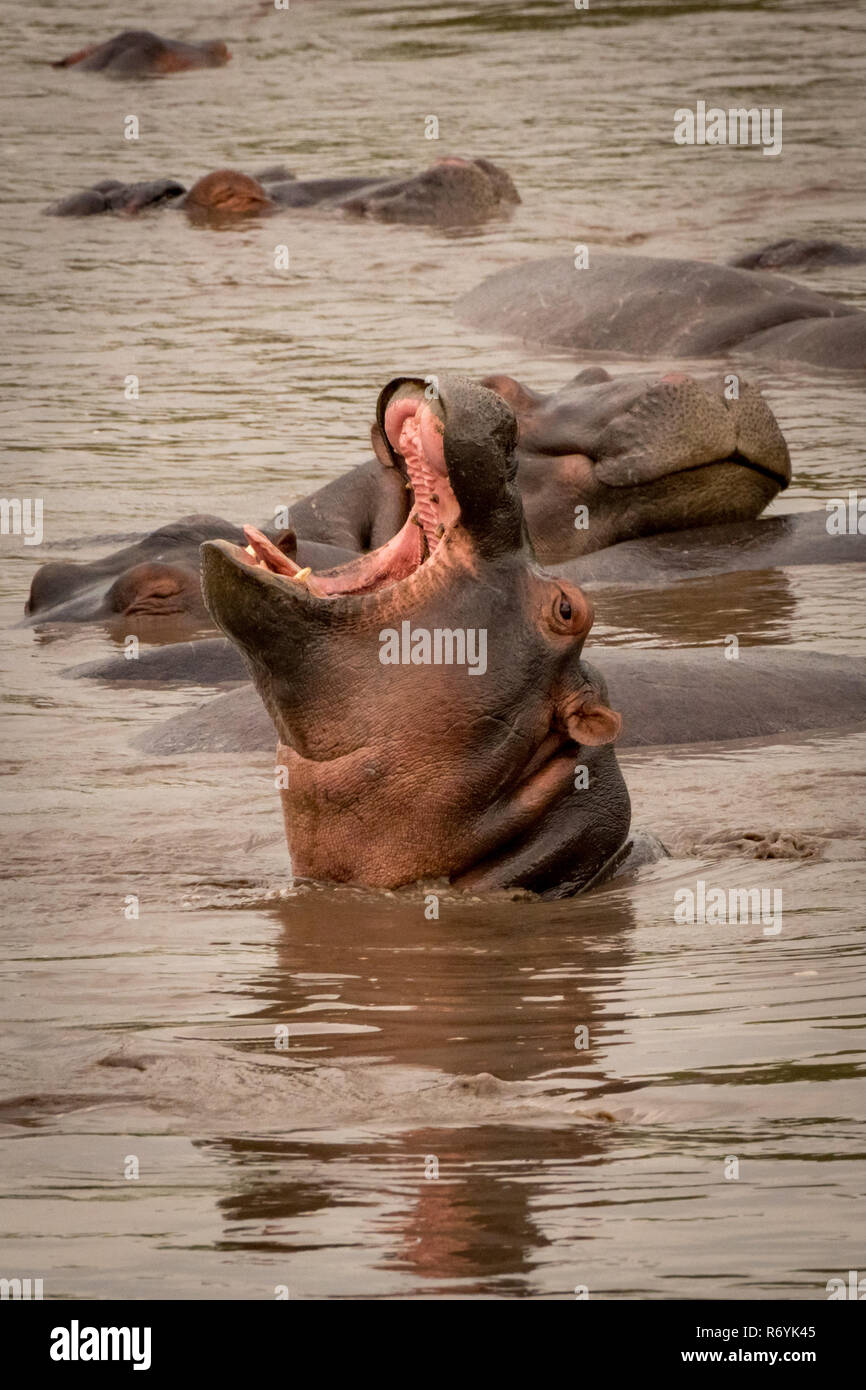Hippopotamus opening mouth wide with others around Stock Photo - Alamy