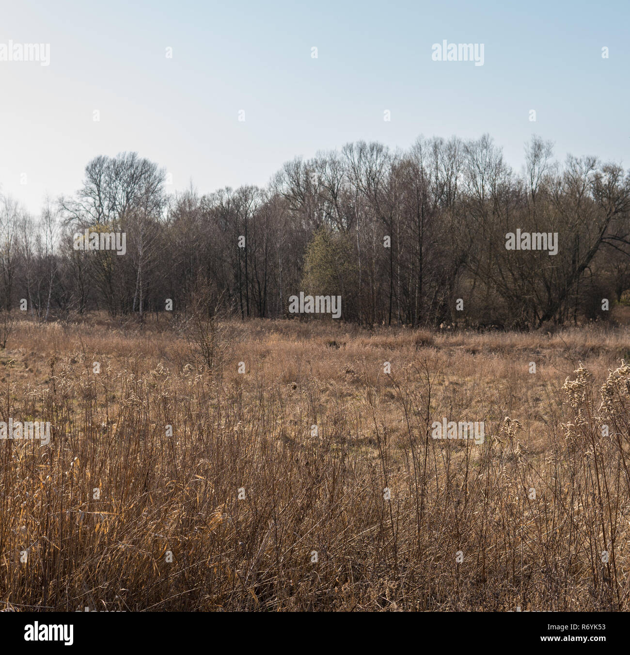 Stem dried high grass hi-res stock photography and images - Alamy