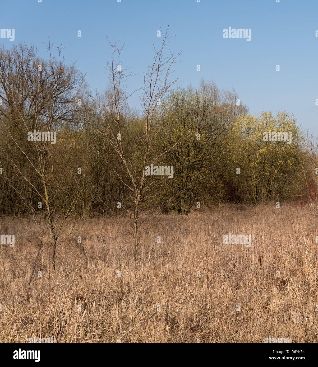 early spring landscape with dried grass Stock Photo - Alamy