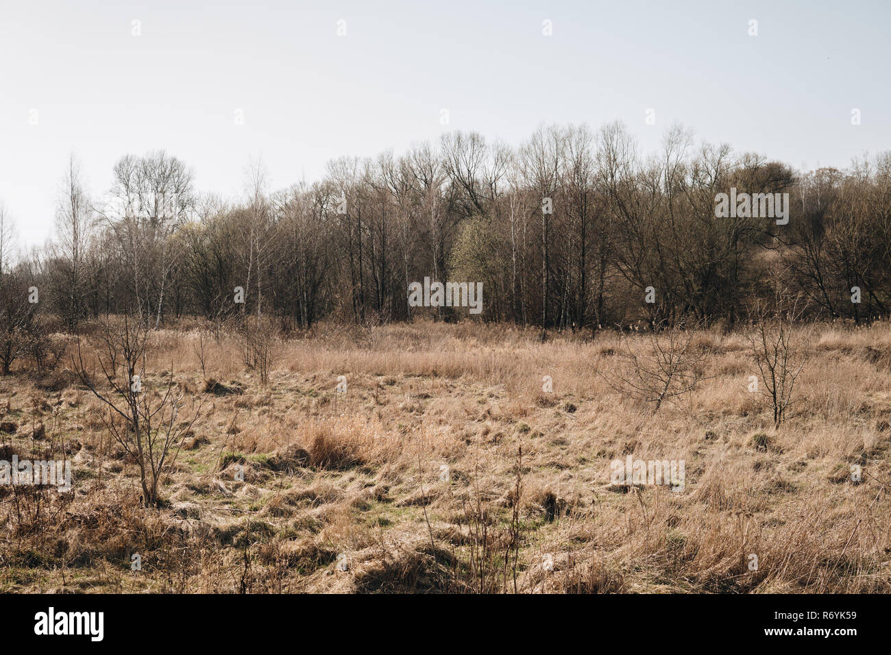 Stem dried high grass hi-res stock photography and images - Alamy
