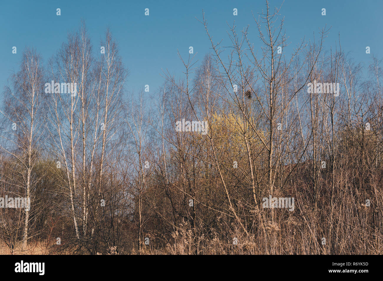 early spring landscape with dried grass Stock Photo - Alamy