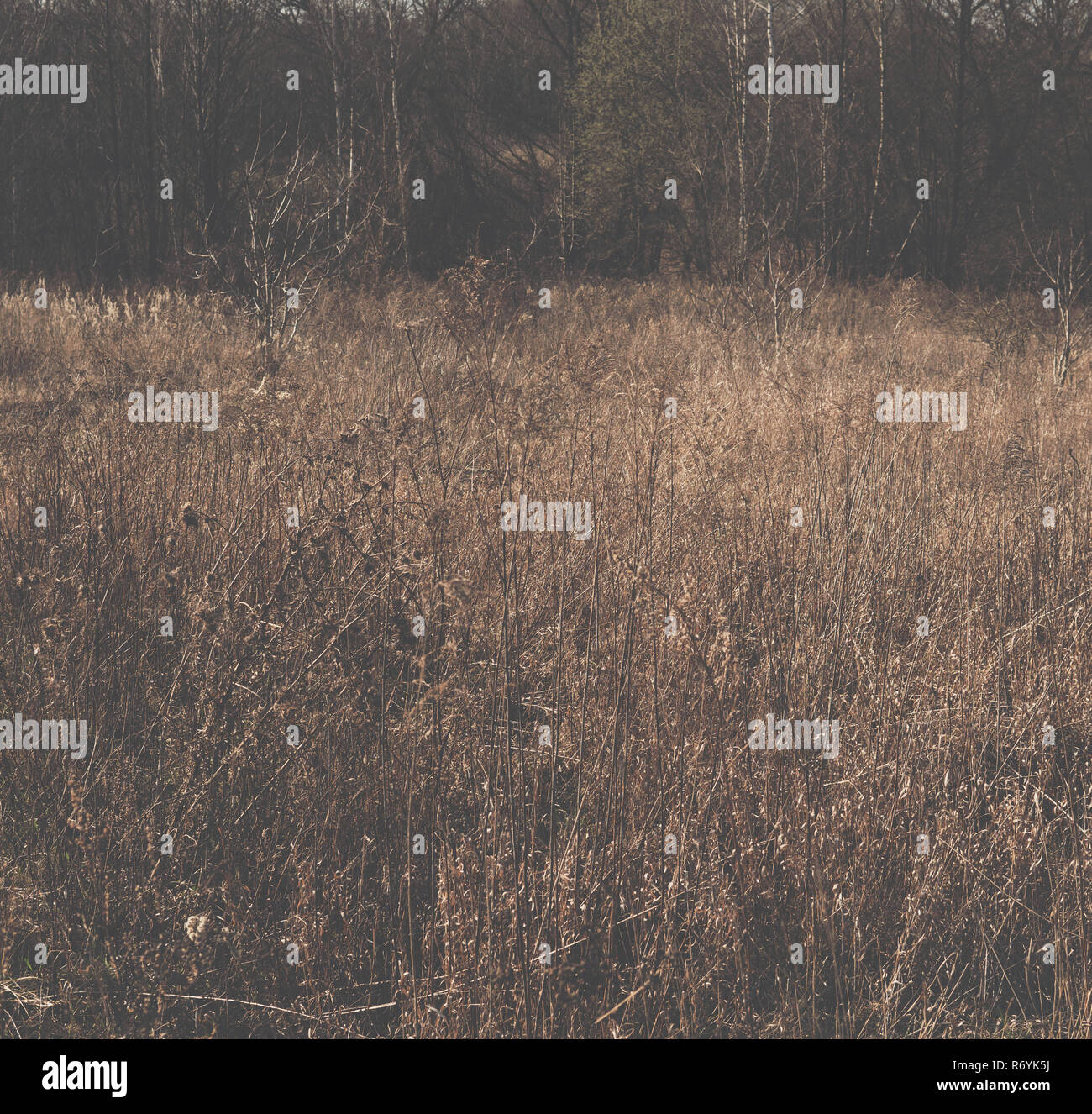 Tall marsh grass stalk hi-res stock photography and images - Alamy
