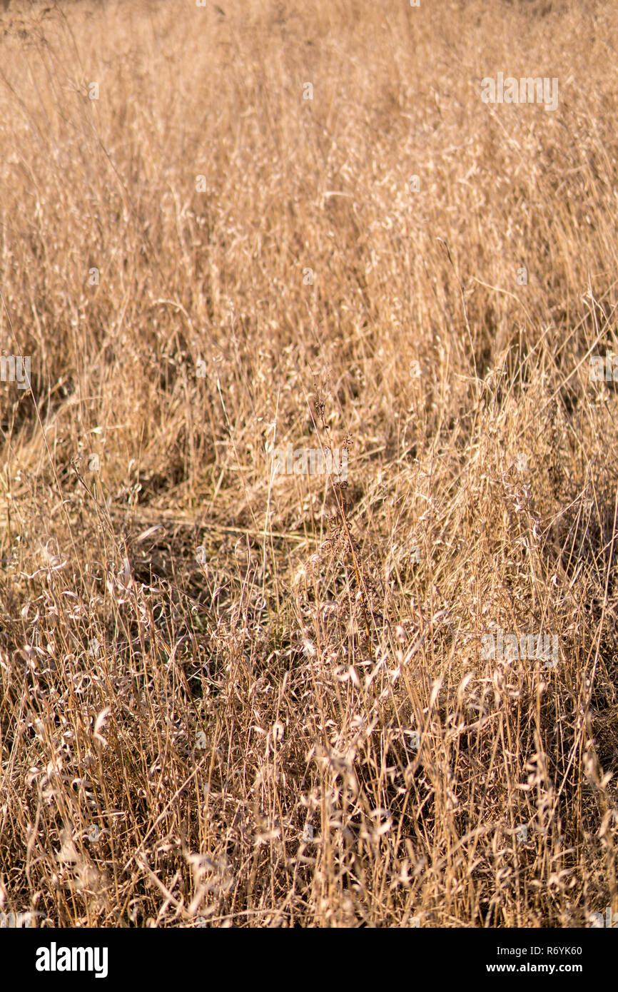 Tall marsh grass stalk hi-res stock photography and images - Alamy