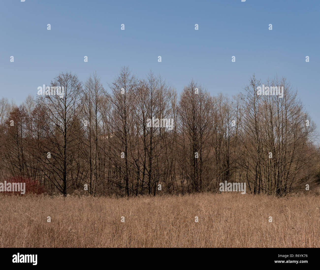 early spring landscape with dried grass Stock Photo - Alamy