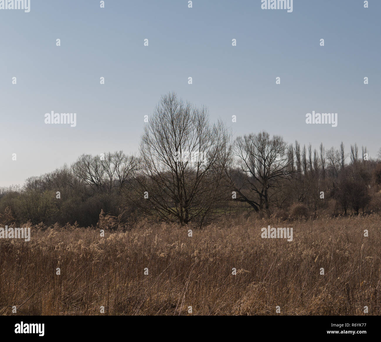 Stem dried high grass hi-res stock photography and images - Alamy
