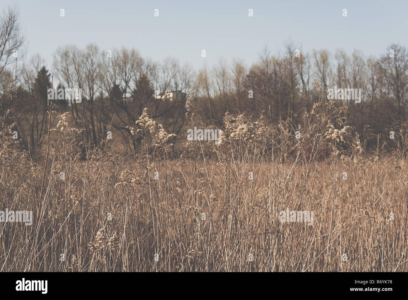 Stem dried high grass hi-res stock photography and images - Alamy