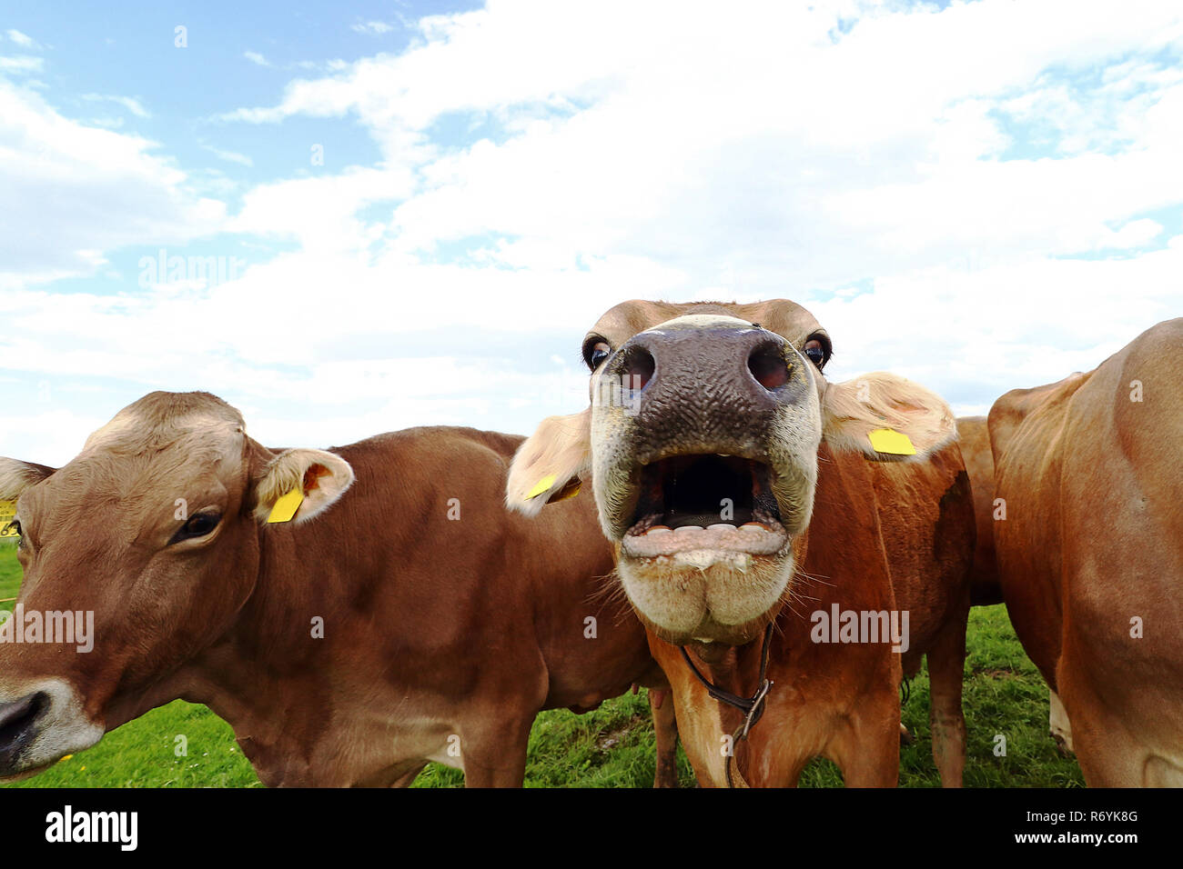 a tired cow. funny cow photo with open mouth Stock Photo - Alamy