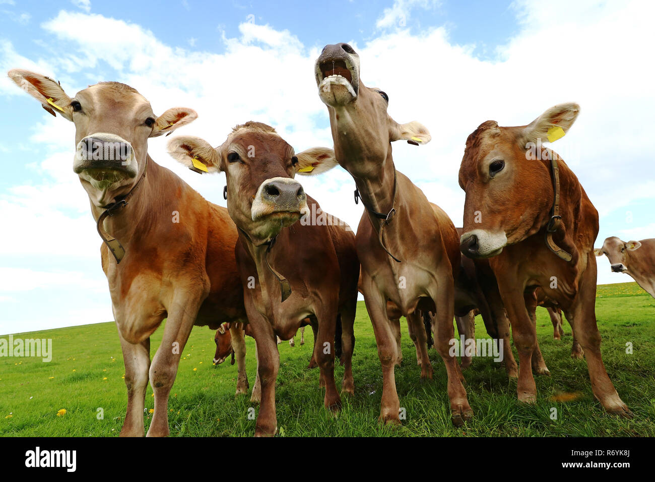 Tired Cows High Resolution Stock Photography and Images - Alamy