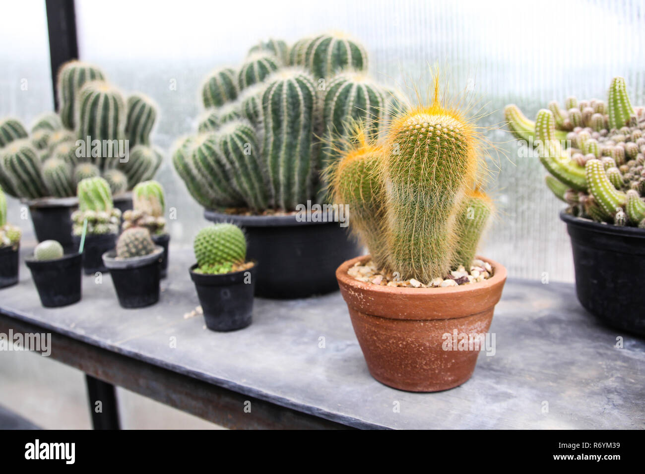 Small cactus in a pot Stock Photo - Alamy