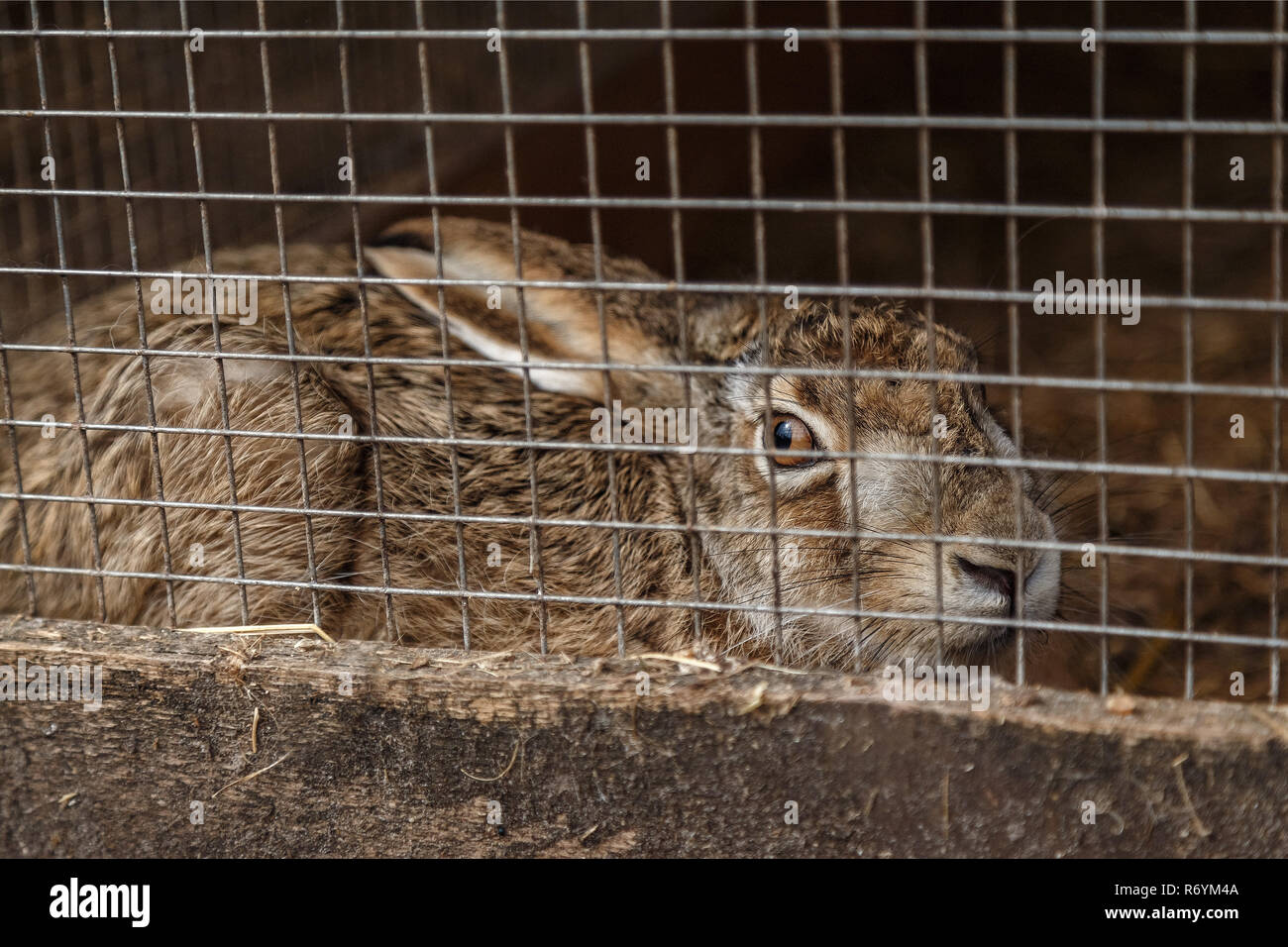 Wild forest hare Stock Photo - Alamy
