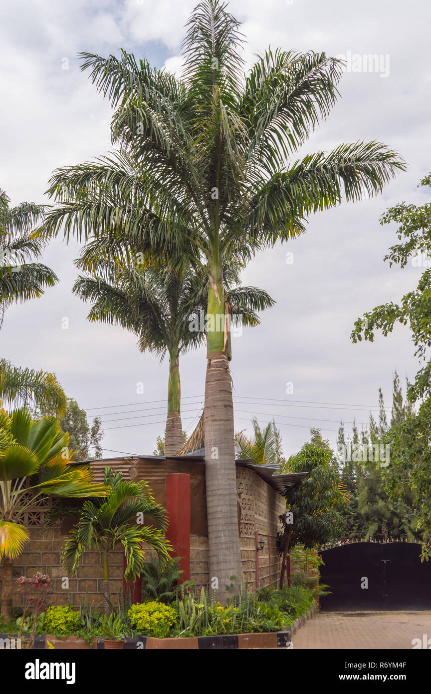 View of two palm trees in a garden in Nairobi Stock Photo - Alamy