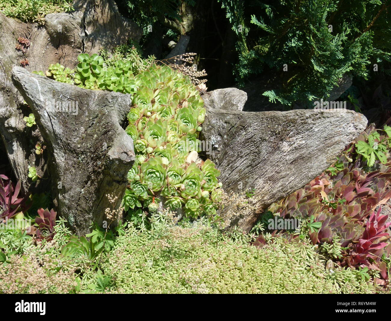 Fat plants hi-res stock photography and images - Alamy