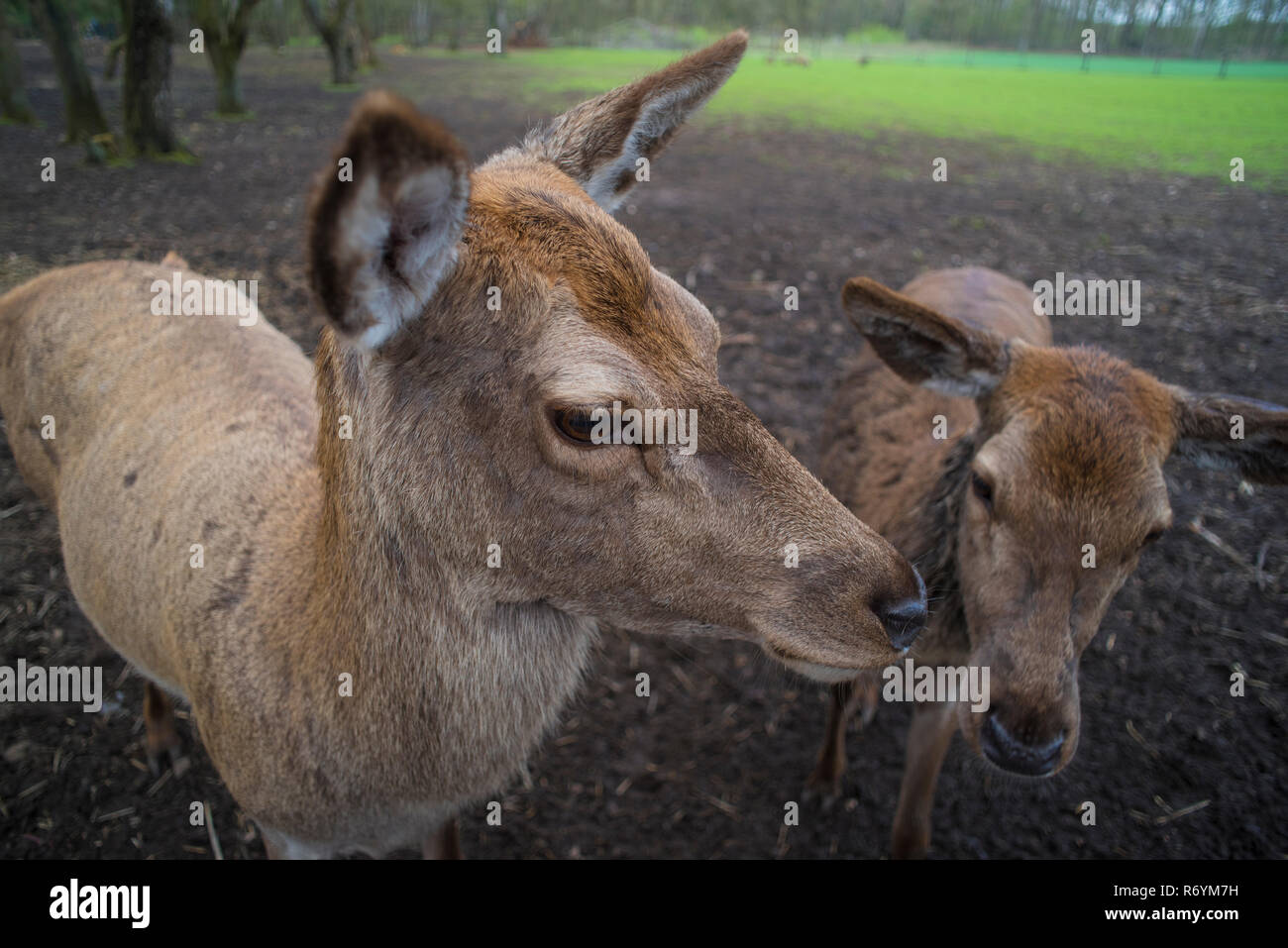 Nice deer shot hi-res stock photography and images - Alamy