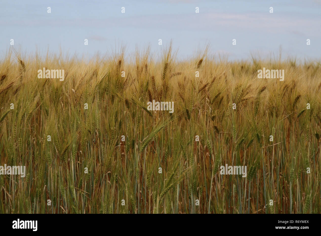Yellow grain ready for harvest Stock Photo - Alamy