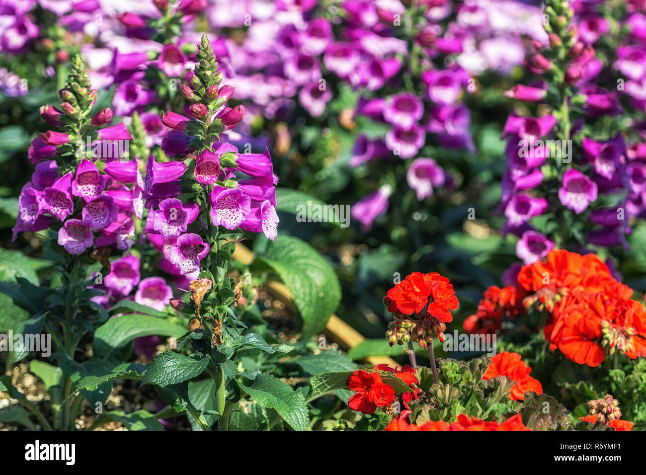 Purple digitalis flower Stock Photo - Alamy