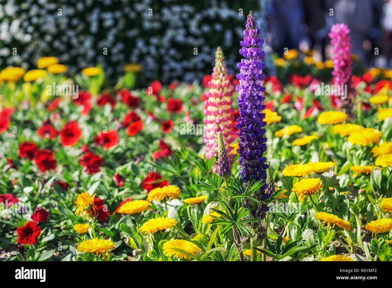 purple lupin flower Stock Photo - Alamy
