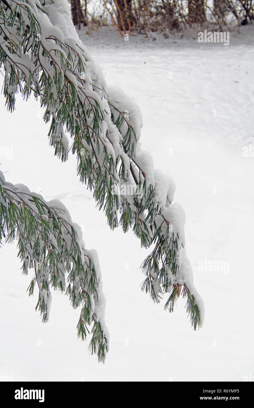 White pine tree michigan hi-res stock photography and images - Alamy