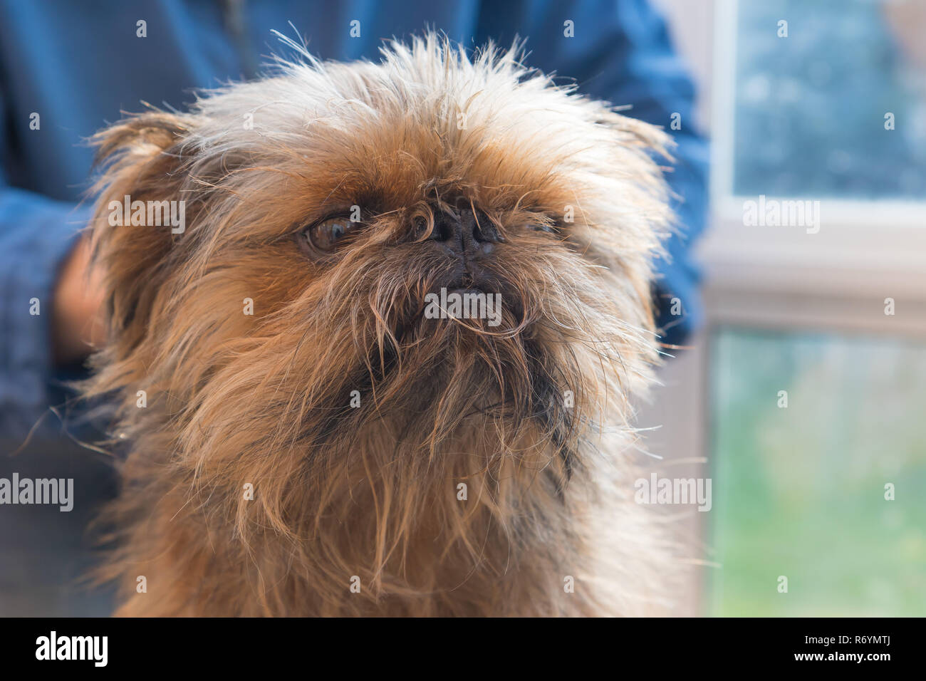 The groomer is preparing the Belgian Griffon dog for trimming Stock ...